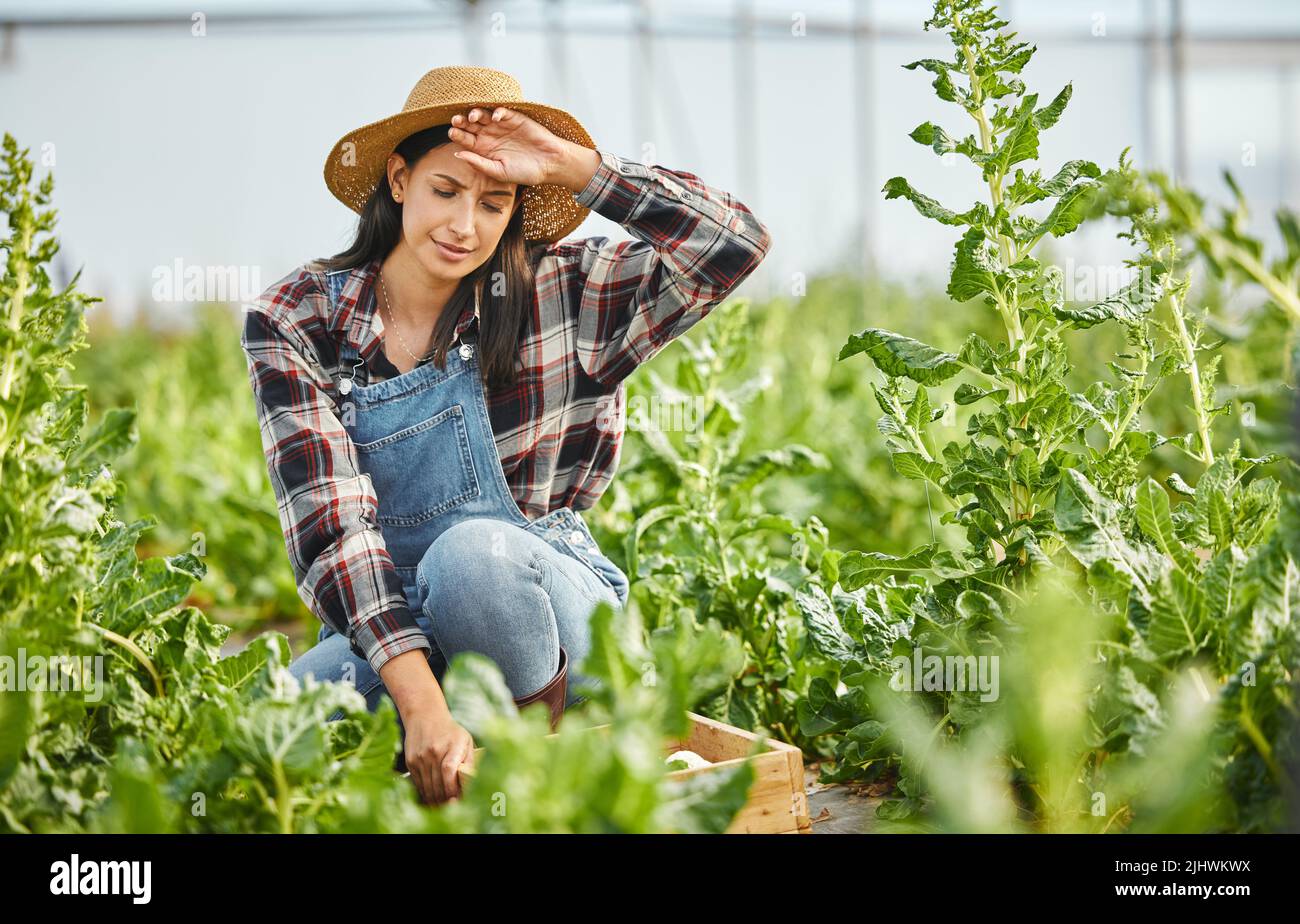 Woman working on organic farm hi-res stock photography and images - Alamy