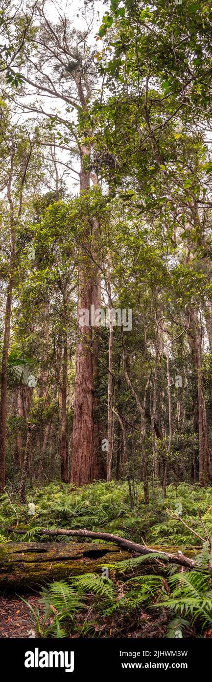 Bush walking views in Queensland, Australia Stock Photo - Alamy