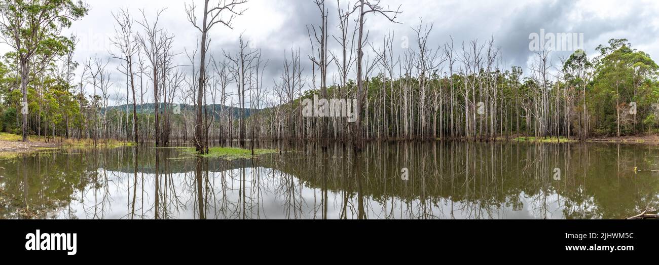 Panoramic swamp view in Queensland, Australia Stock Photo - Alamy