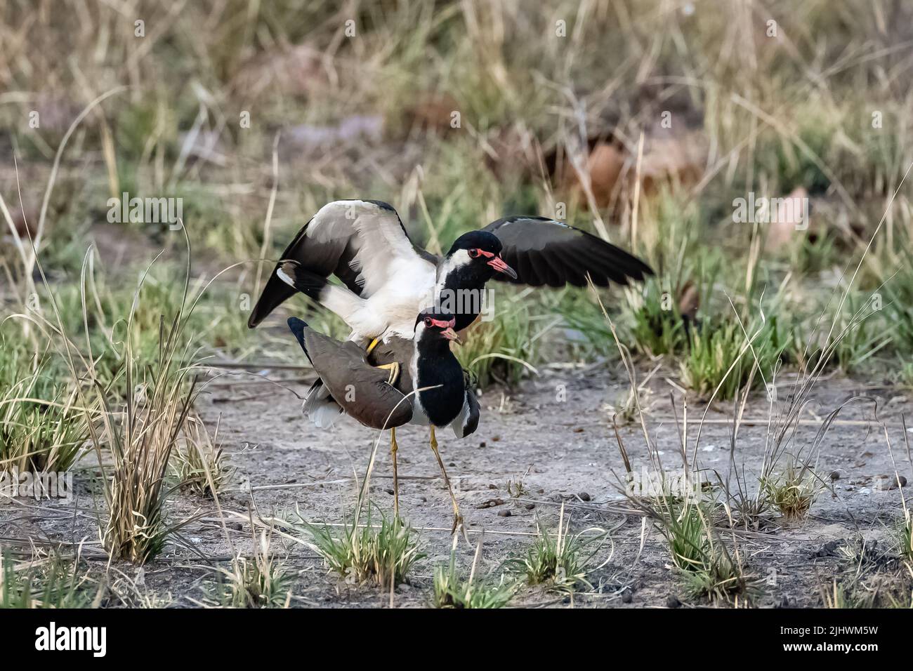 Red-wattled Lapwing, Vanellus indicus, two birds mating in India Stock ...