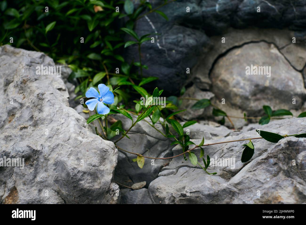 Periwinkle blue hi-res stock photography and images - Alamy