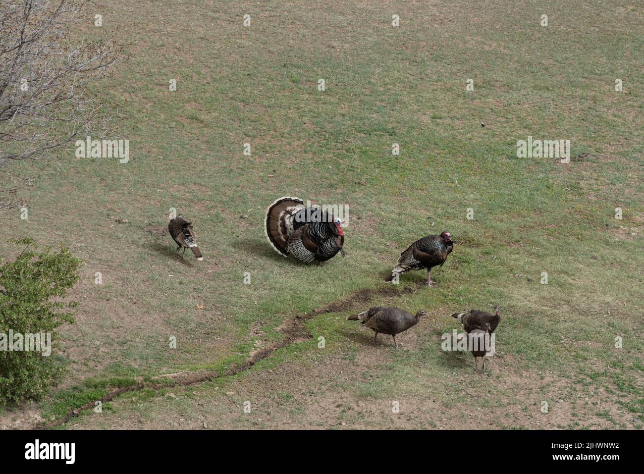 Overhead shot of five wild turkeys, one male strutting, four females ...