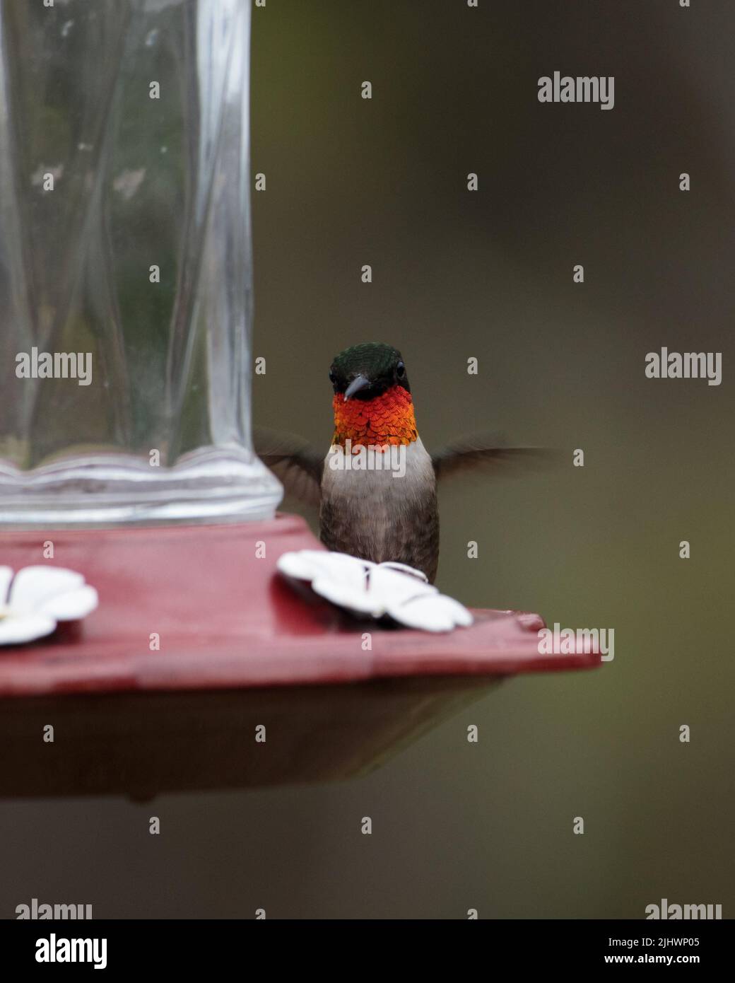A ruby throated hummingbird flying toward a feeder Stock Photo - Alamy