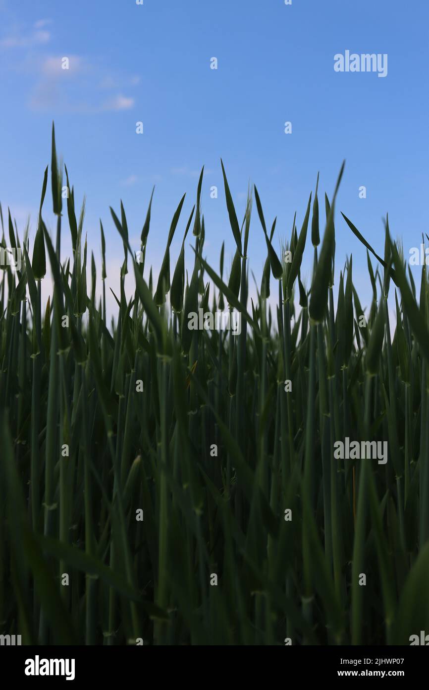 A closeup of fresh grass in a field during sunrise Stock Photo - Alamy