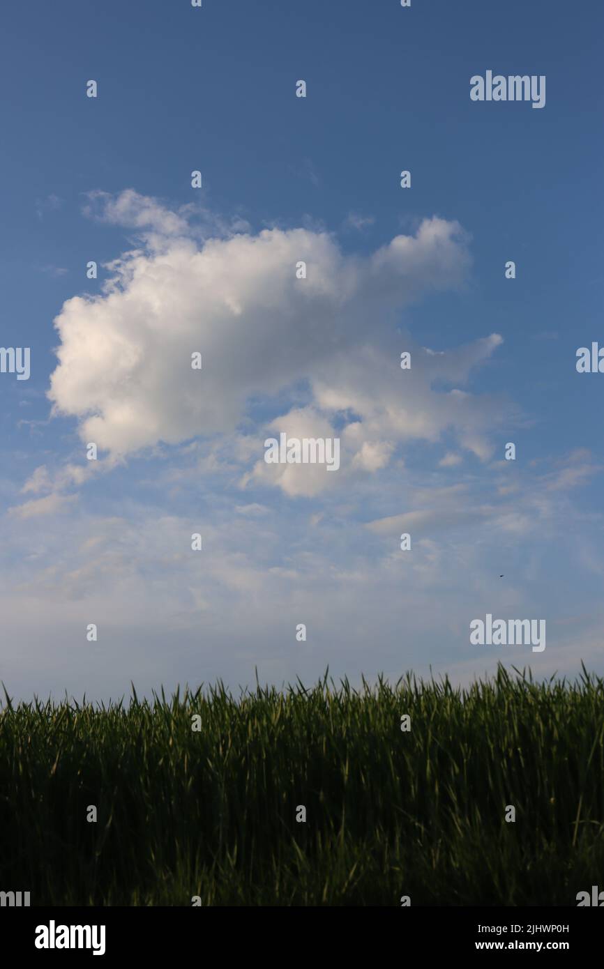 A beautiful view of a green field under the blue cloudy sky Stock Photo ...