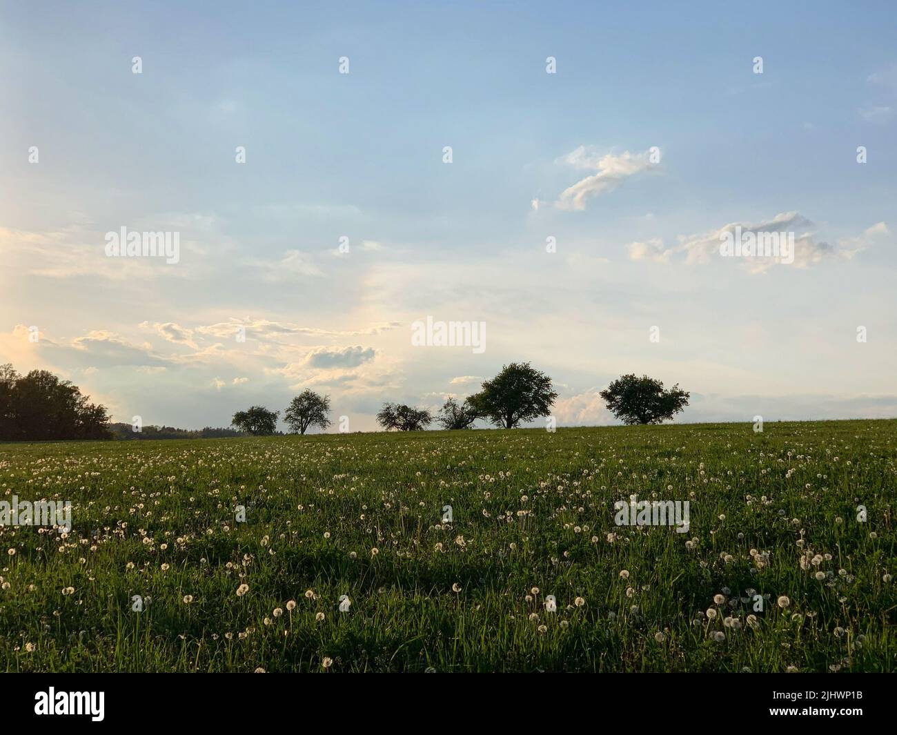 A beautiful view of a dandelion field with trees under the clear sky ...