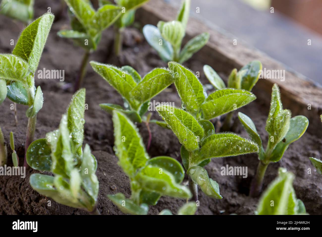 Fresh green soybean plants with roots Stock Photo - Alamy