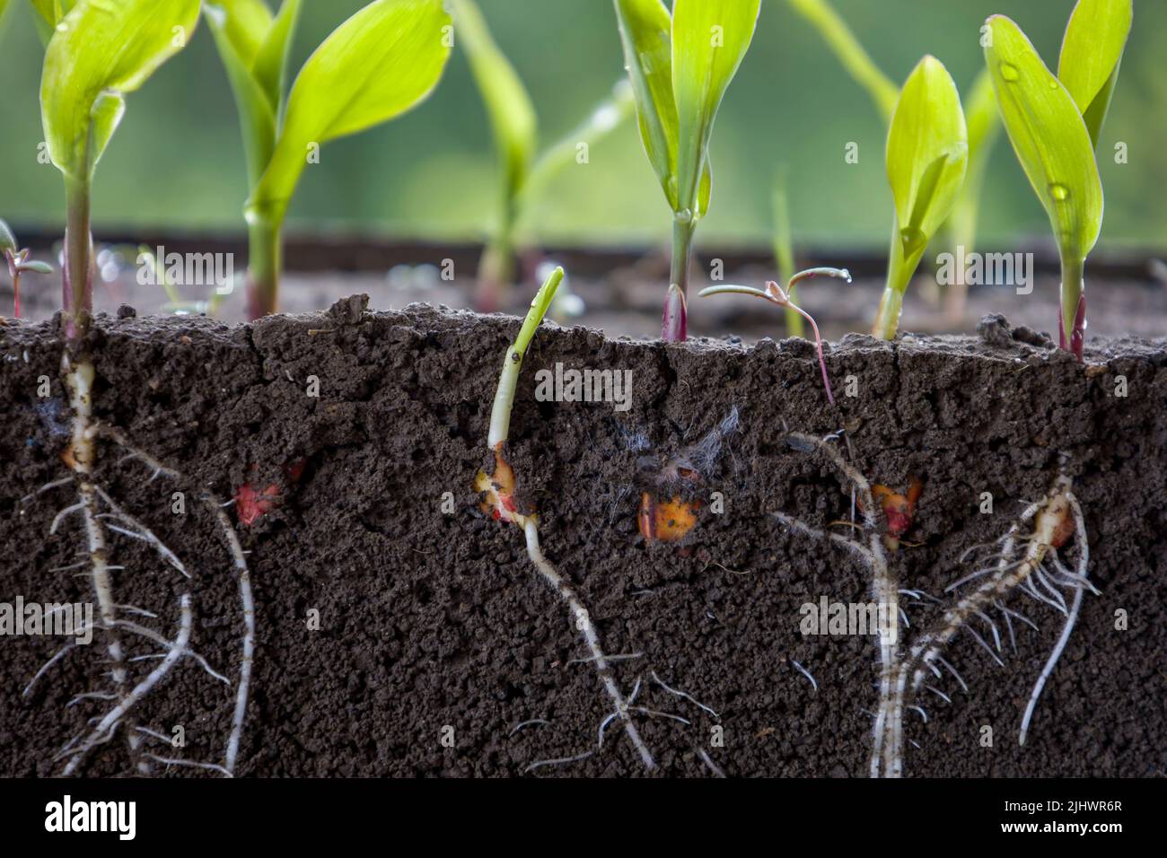 Fresh green corn plants with roots Stock Photo - Alamy