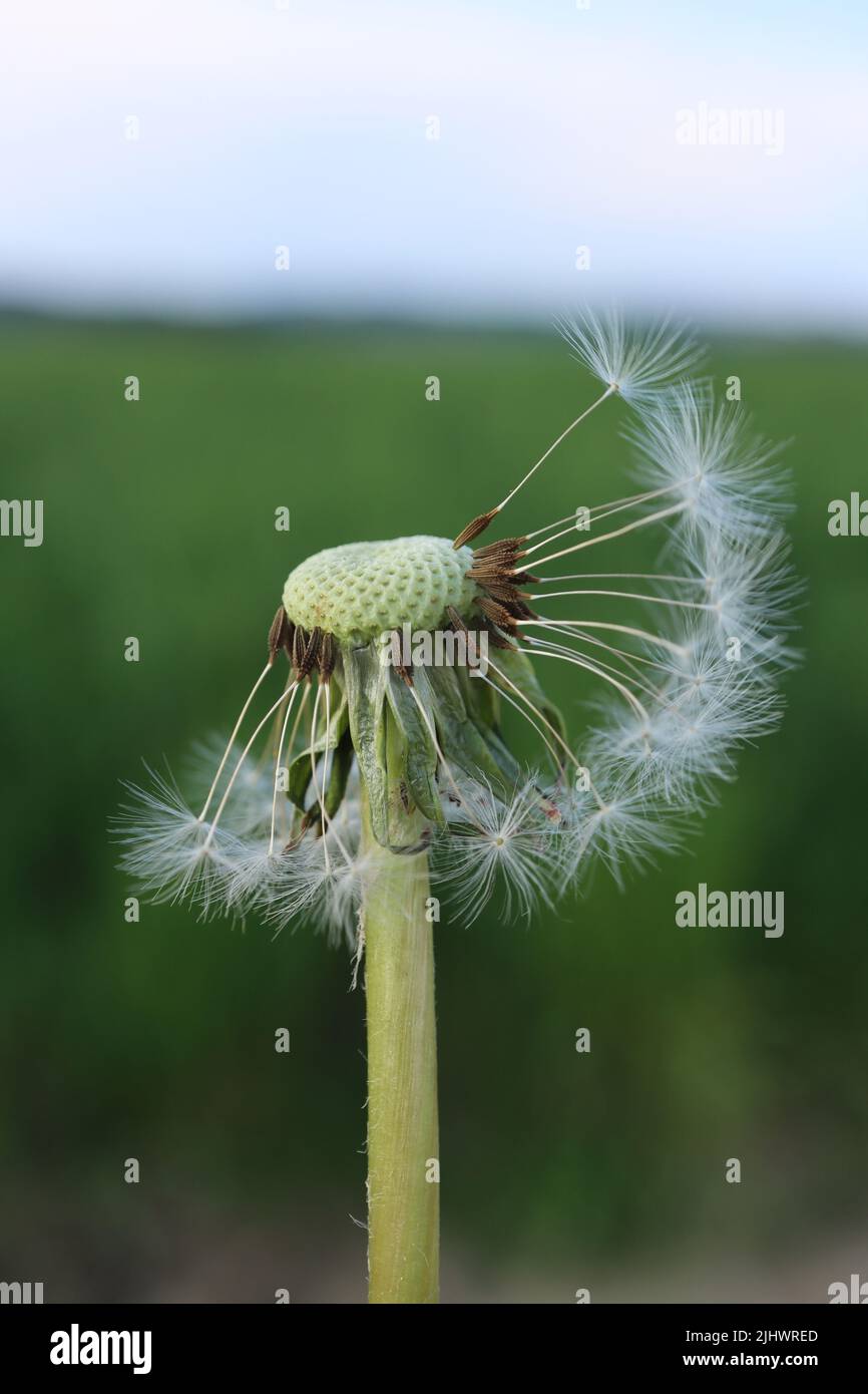 A closeup of a dandelion in a garden on a blurred background Stock ...
