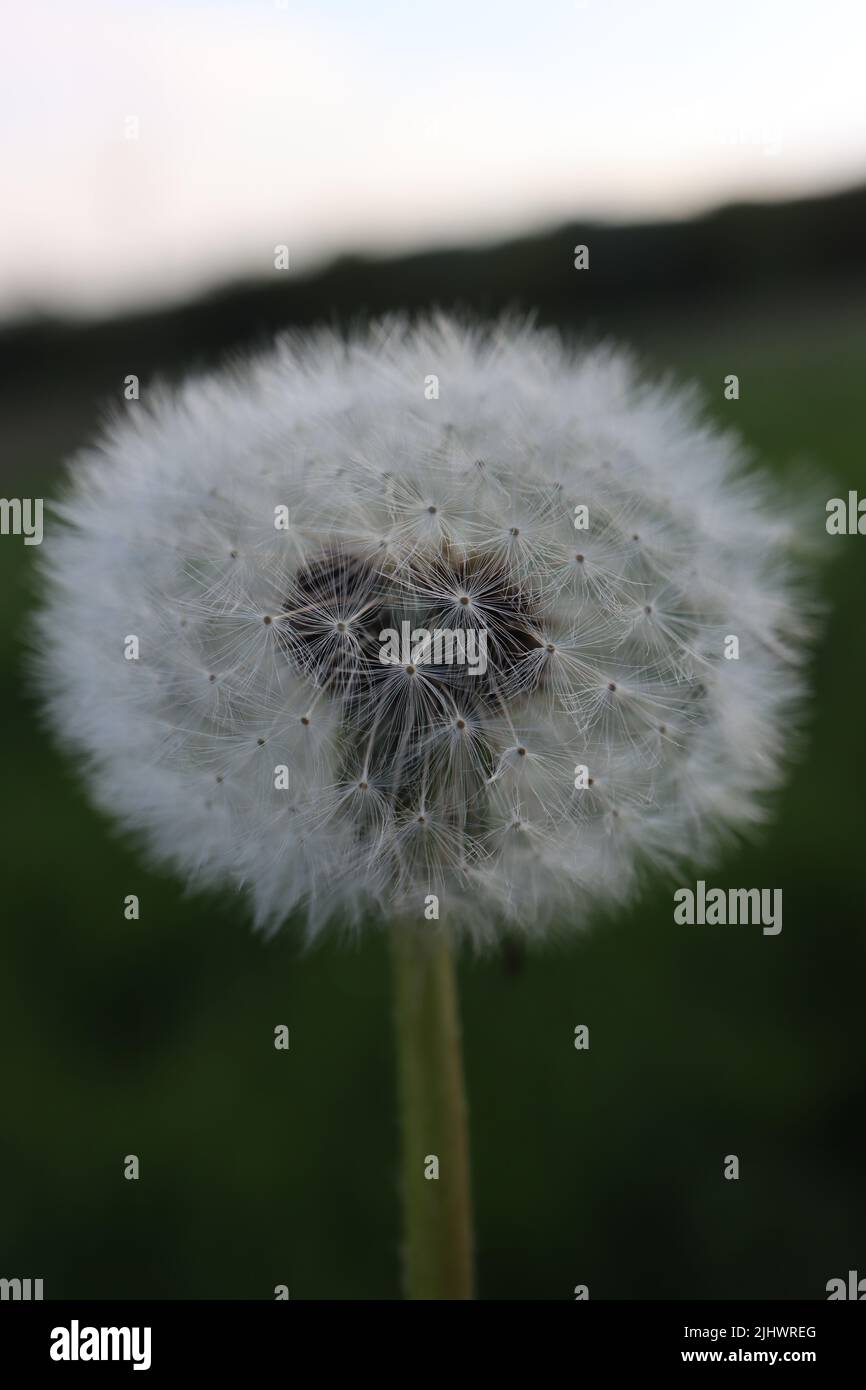A closeup of a dandelion in a garden on a blurred background Stock ...