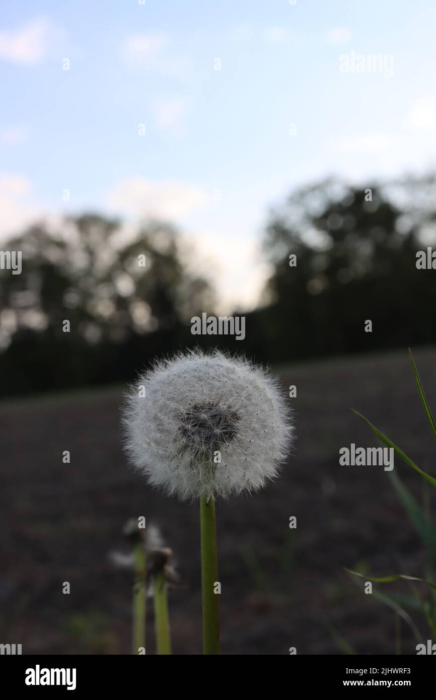 A closeup of a dandelion in a garden on a blurred background Stock ...