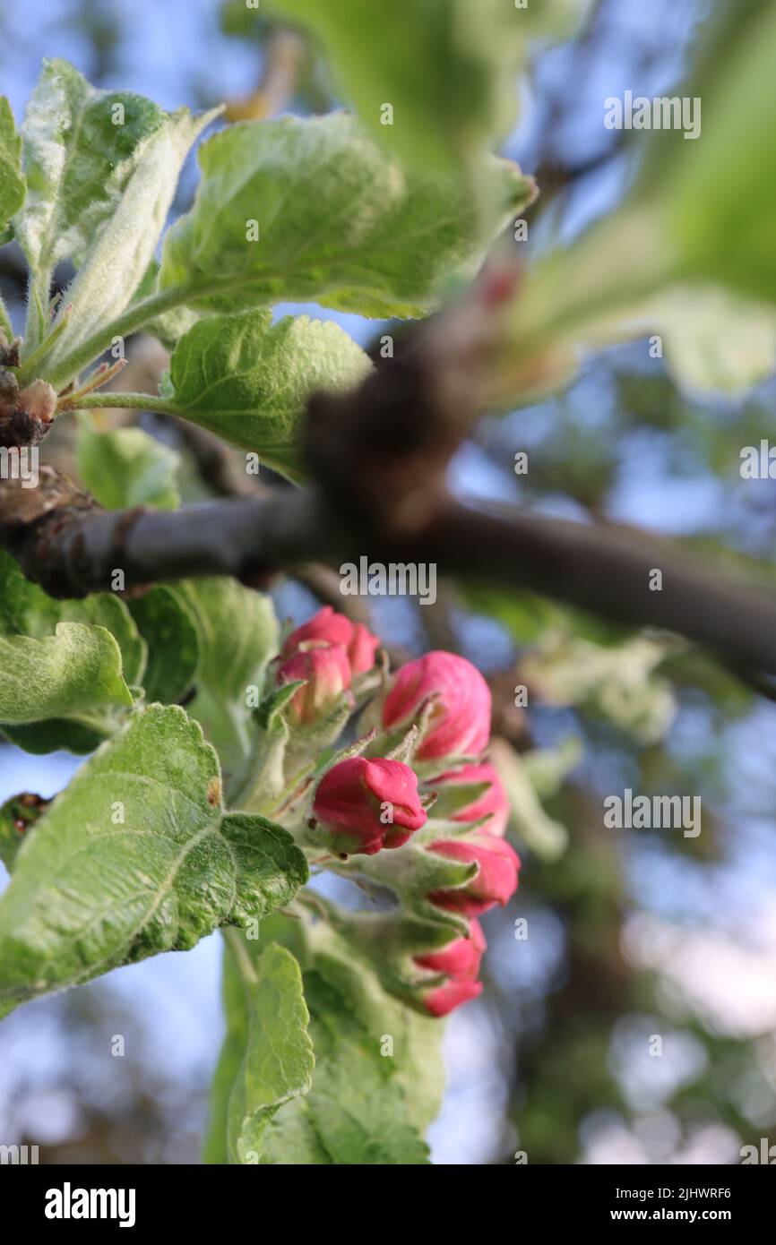 A closeup of budding pink flowers in a garden on a blurred background ...
