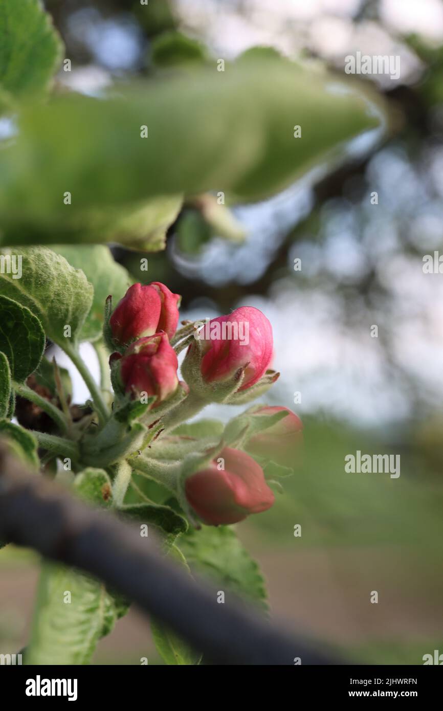 A closeup of budding pink flowers in a garden on a blurred background ...