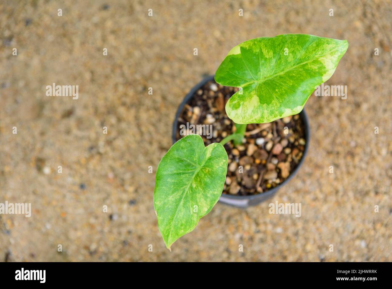Little sapling of Alocasia Gageana Aurea Variegated in the pot Stock Photo - Alamy