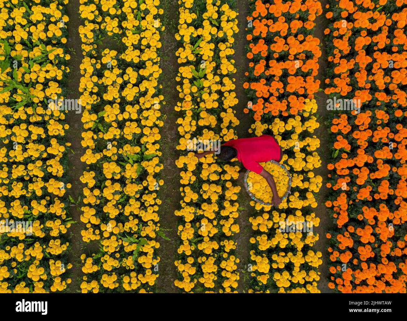 Farmers picking fresh marigold flowers in sunny fields, rural farming ...