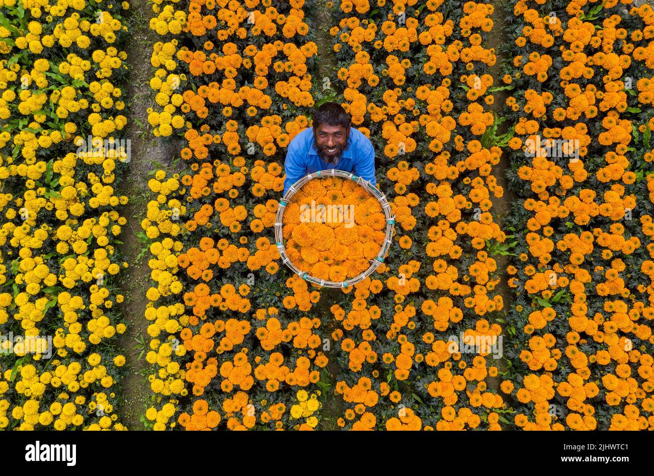 Farmers picking fresh marigold flowers in sunny fields, rural farming ...