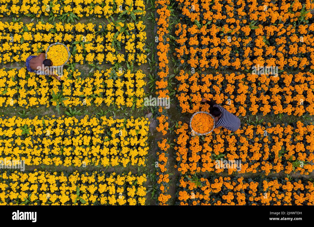 Farmers picking fresh marigold flowers in sunny fields, rural farming ...