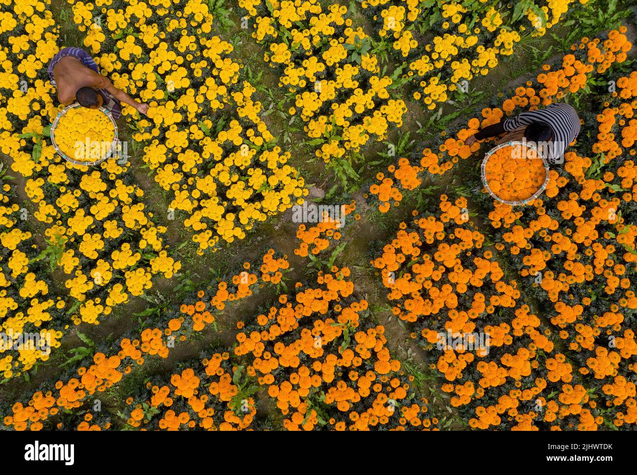 Farmers picking fresh marigold flowers in sunny fields, rural farming ...