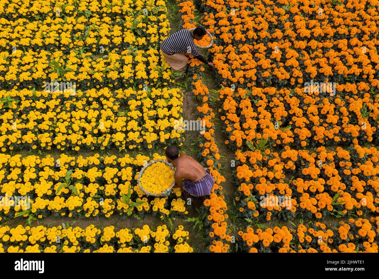 Marigold flower field floriculture hi-res stock photography and images ...