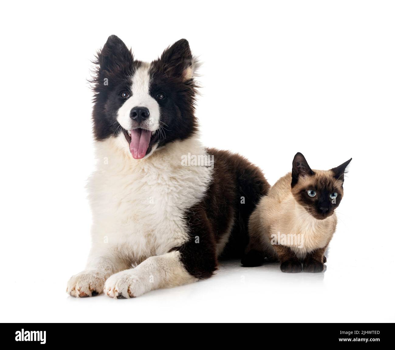 young Yakutian Laika and cat in front of white background Stock Photo ...