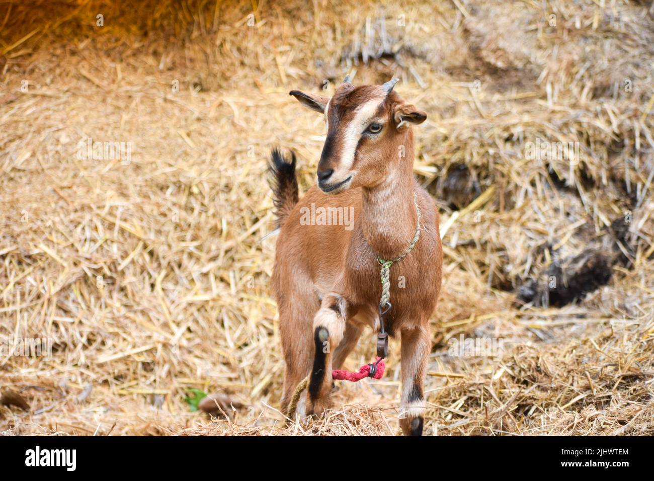 Beautiful goat posing and eating in village Stock Photo - Alamy