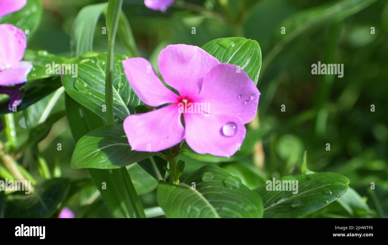 Rain drops on pink sadabahar flowers in rainy season Stock Photo - Alamy