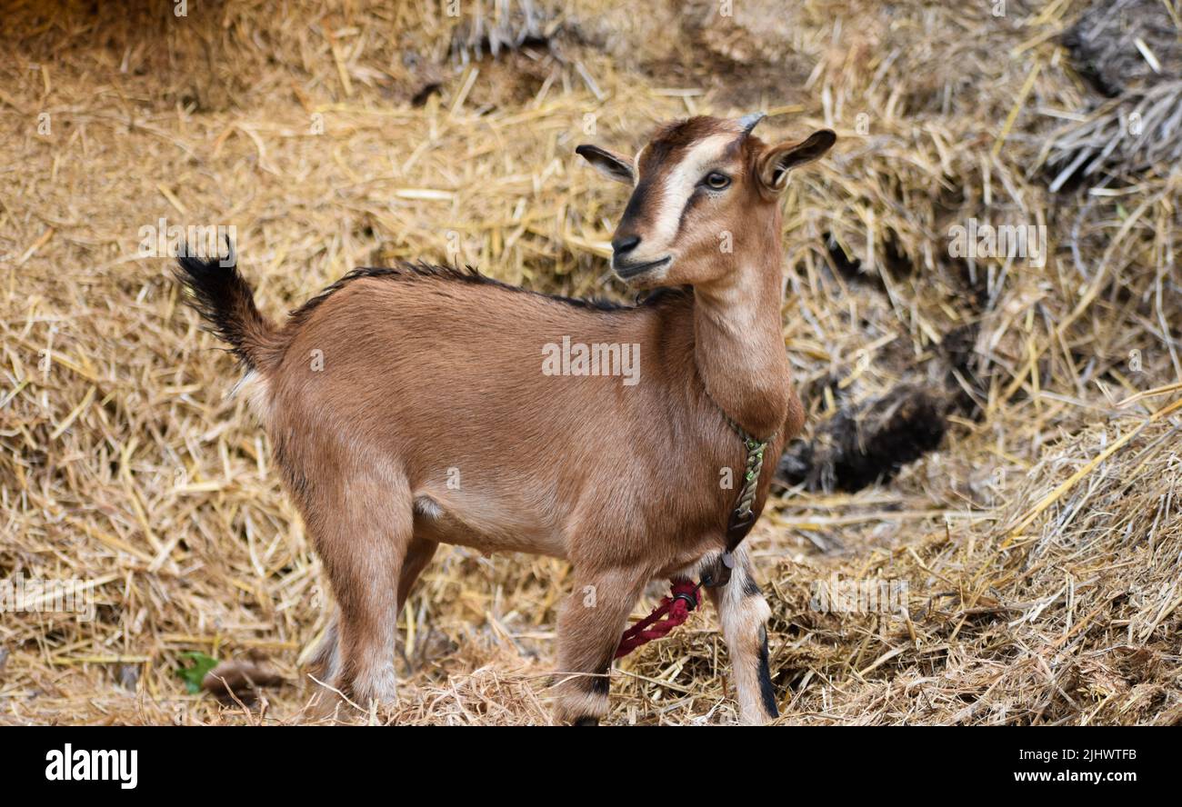 Beautiful goat posing and eating in village Stock Photo - Alamy