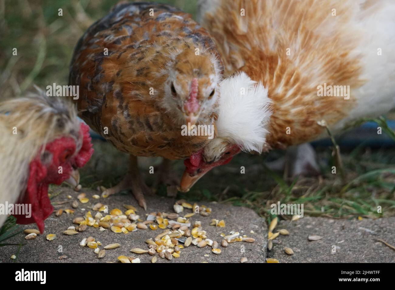 Chicken family is eating corn at the garden Stock Photo - Alamy