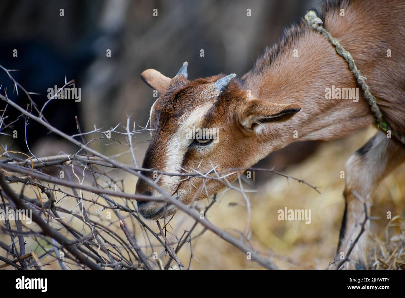 Beautiful goat posing and eating in village Stock Photo - Alamy