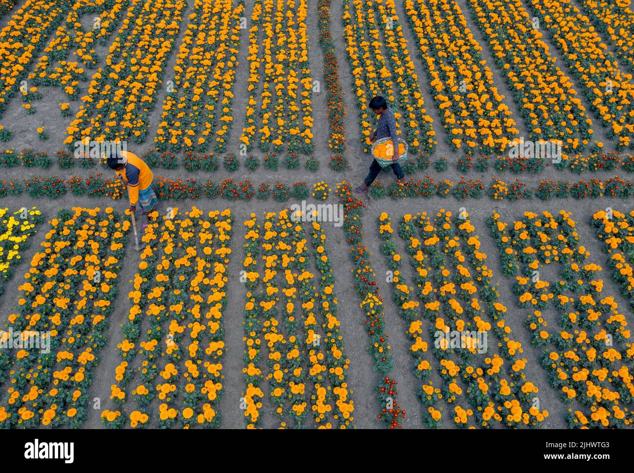 Farmers picking fresh marigold flowers in sunny fields, rural farming ...