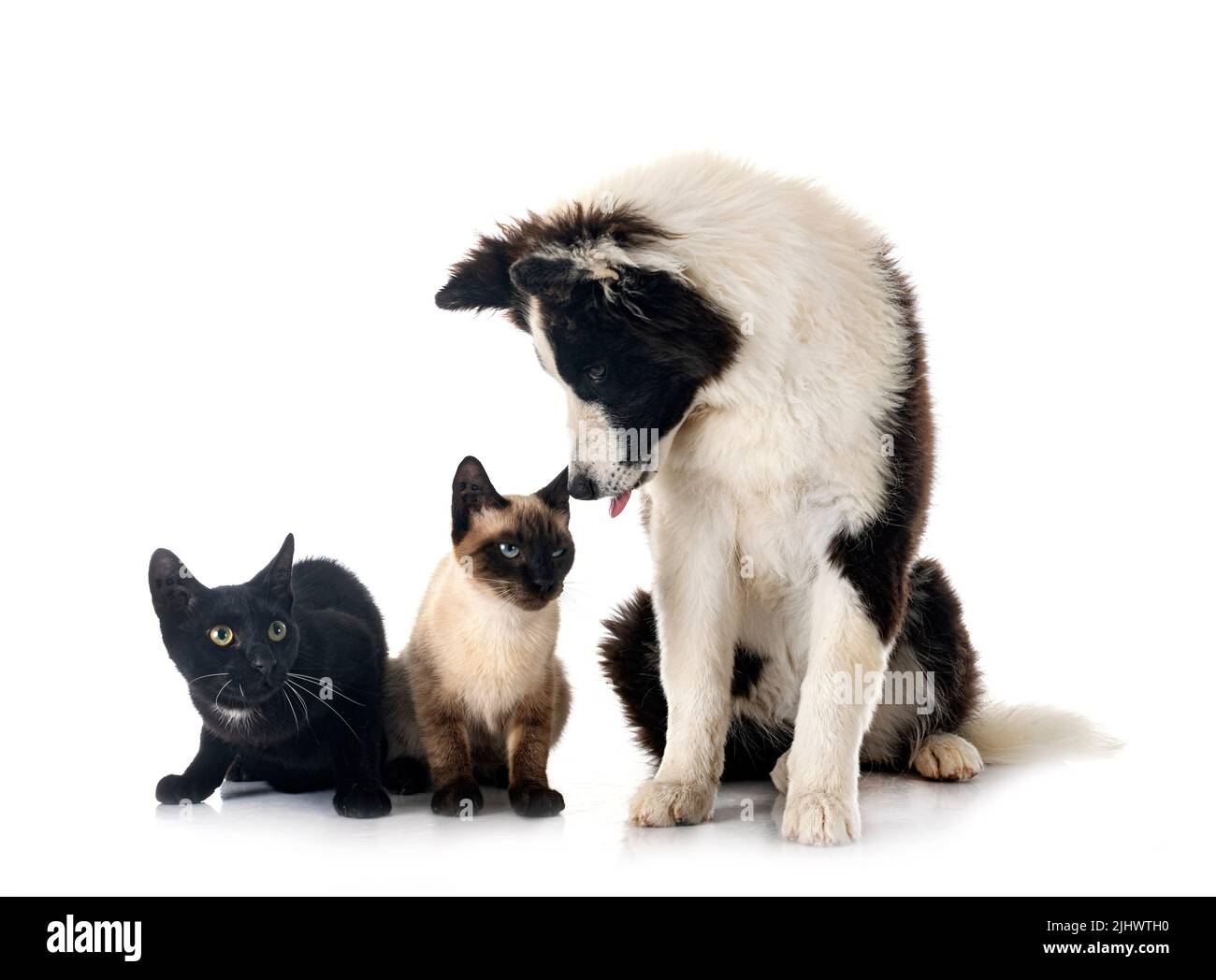 young Yakutian Laika and cats in front of white background Stock Photo ...