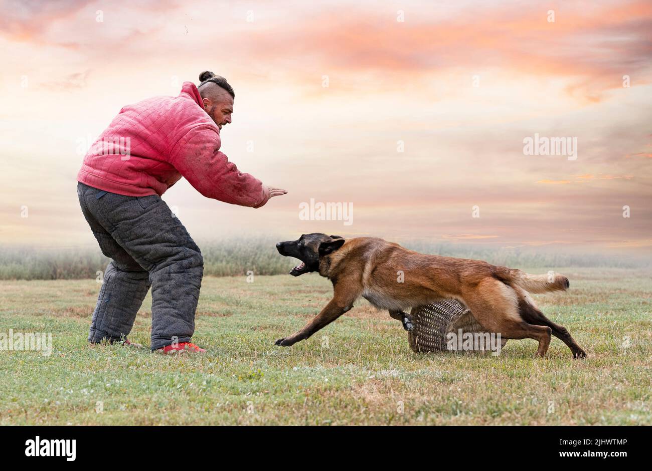 young belgian shepherd training in the nature for security Stock Photo ...