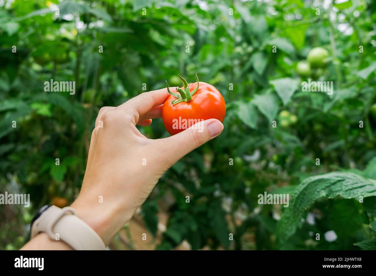Beautiful red ripe tomato in female hand on greenery background. Tomato ...