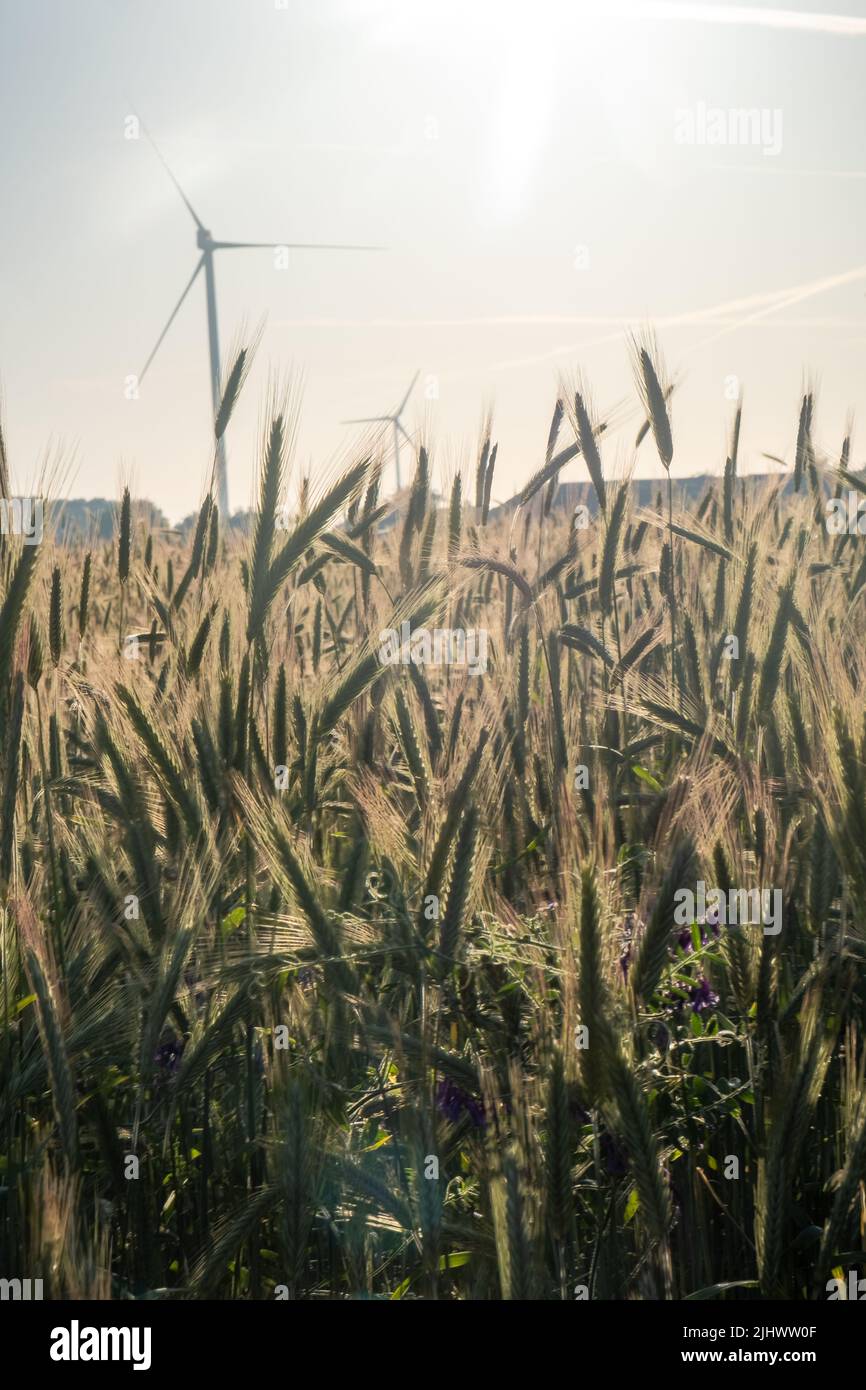 Golden Wheat Field High Resolution