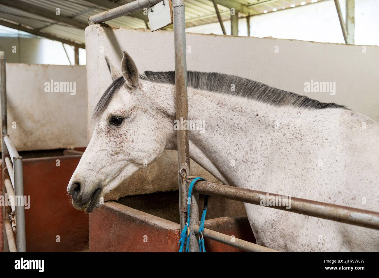 Gray horse standing in shabby stall inside barn on sunny day on ranch ...