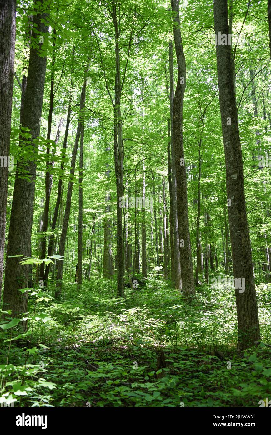 A vertical shot of thin trees in a green forest Stock Photo - Alamy