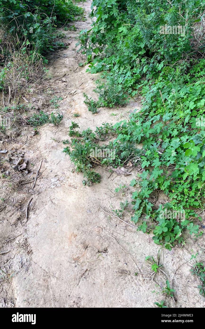 Close up of Humulus japonicus (Japanese hop), Erigeron canadensis ...