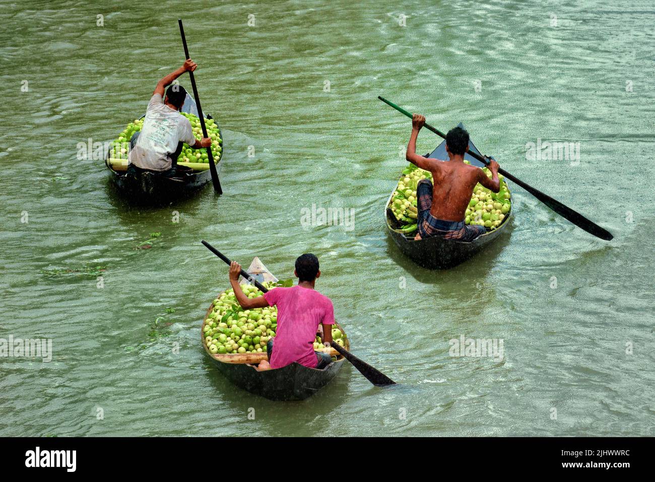 Floating guava market on boats in Barisal, Jhalakathi, Swaroopkathi ...