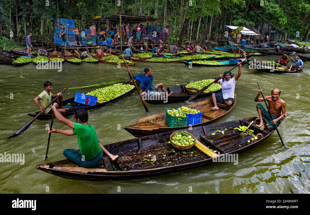 Floating guava market on boats in Barisal, Jhalakathi, Swaroopkathi ...
