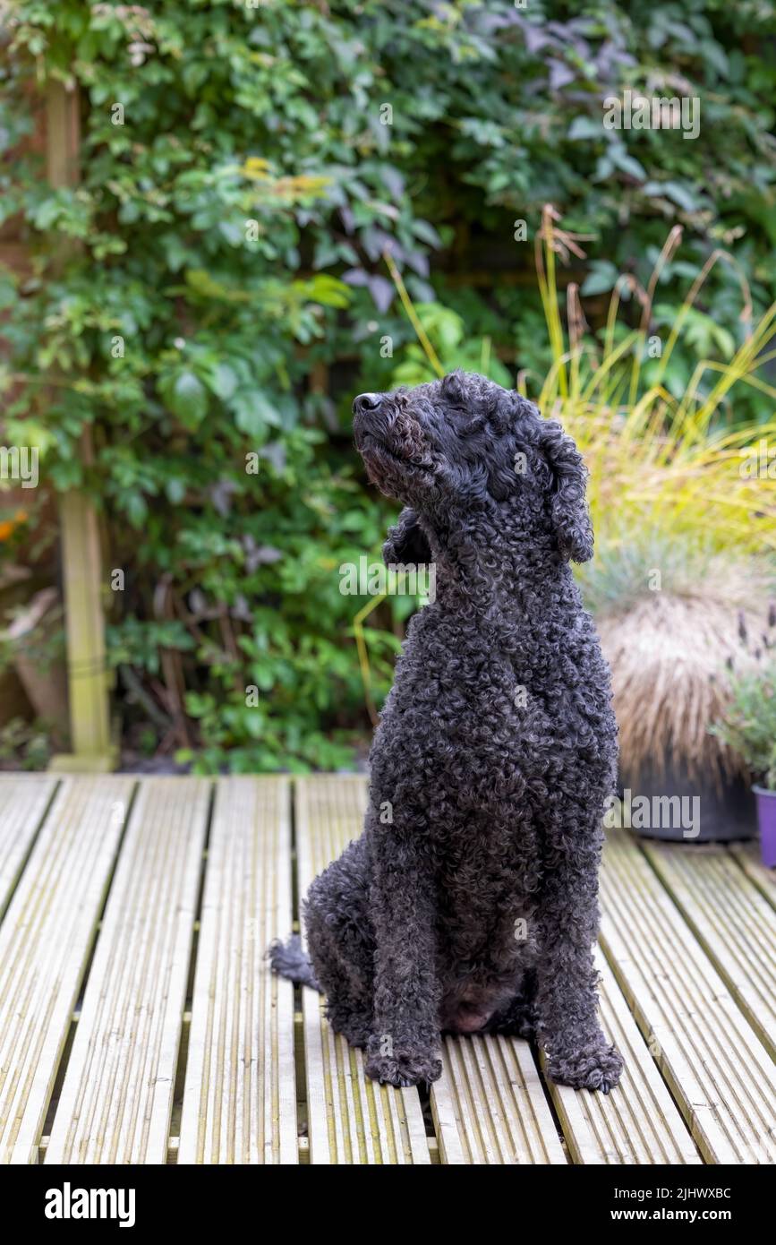 Black dog looking around in hi-res stock photography and images - Alamy
