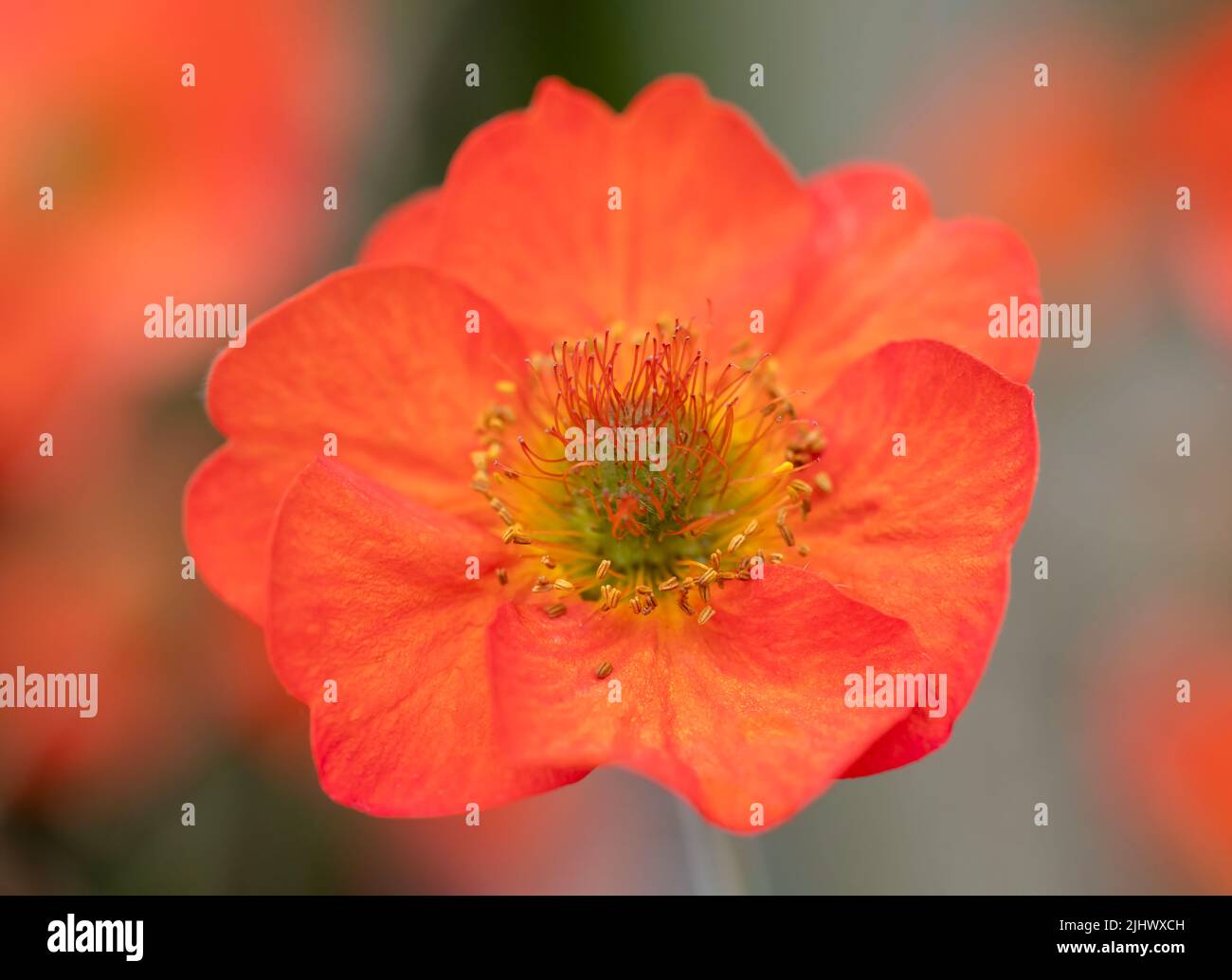 Close up of a stunning Red Geum flower, photographed with other Geum's ...