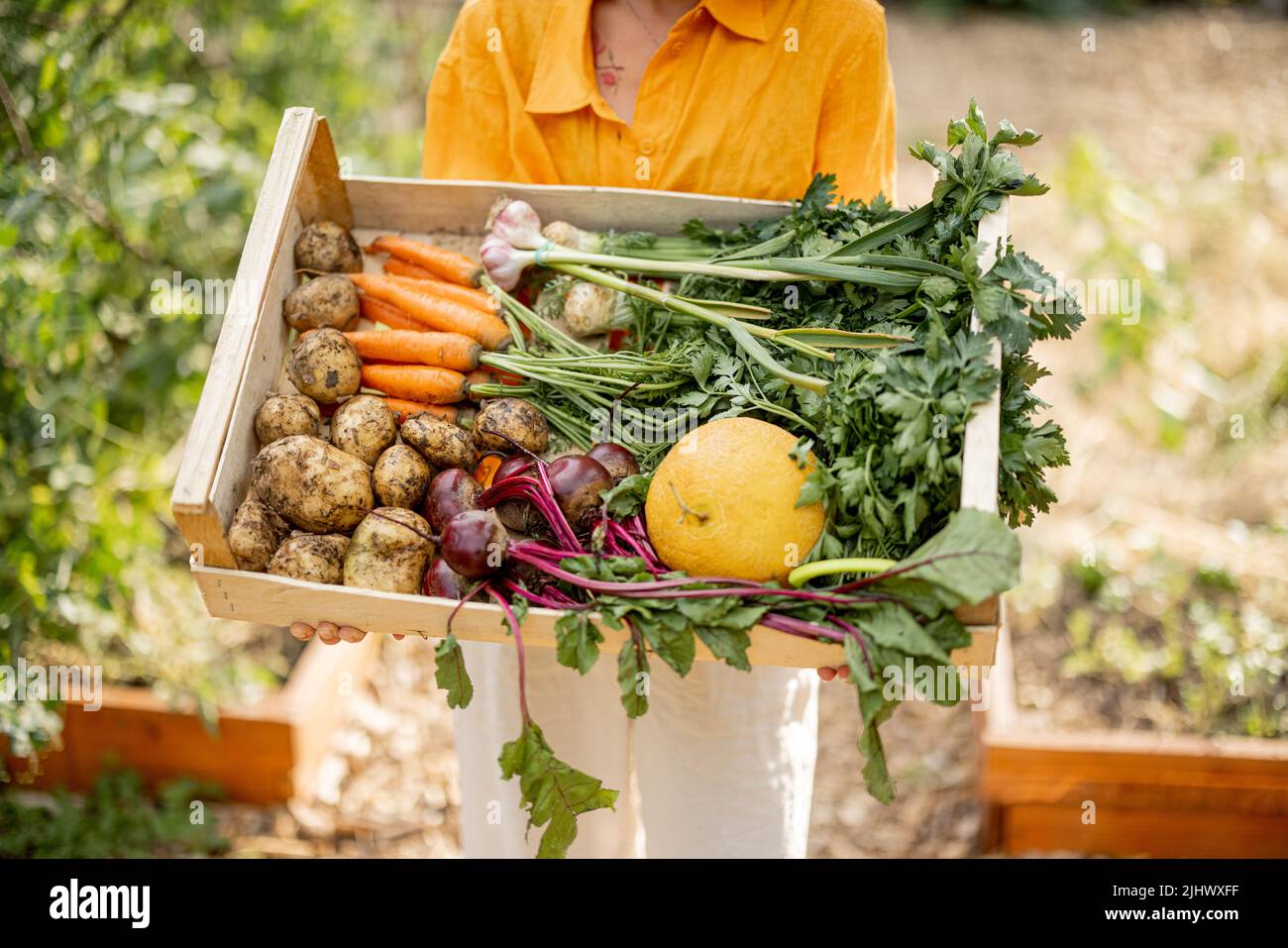 Farmer holds freshly picked vegetables, close-up Stock Photo - Alamy