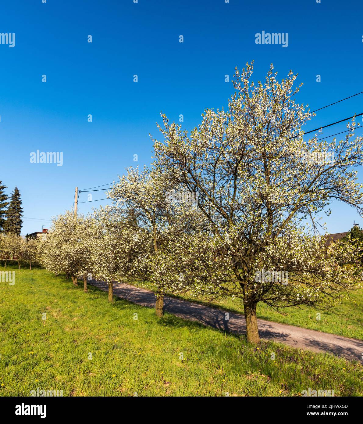 Side by side apple trees hi-res stock photography and images - Alamy