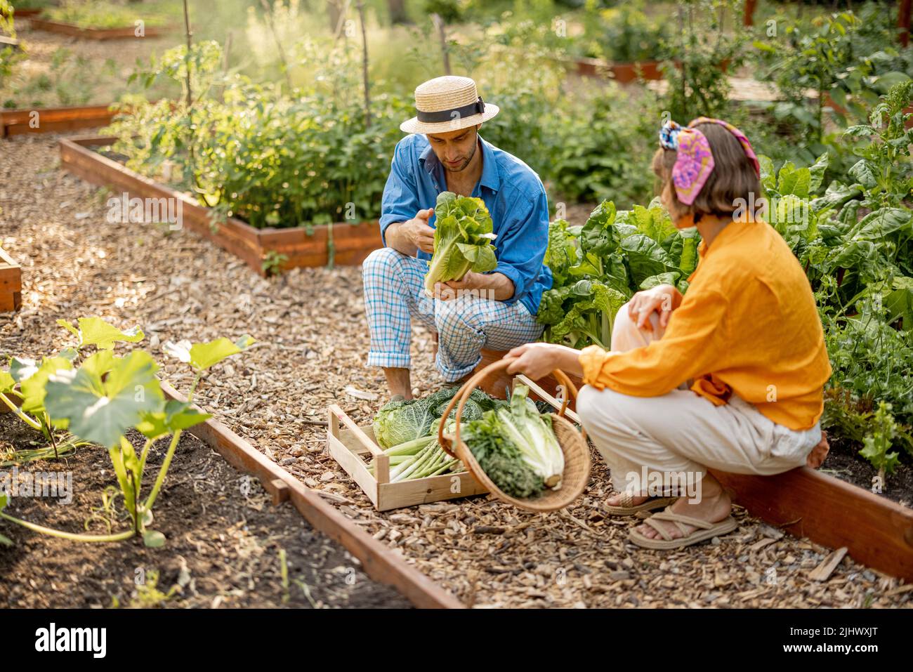 Man and woman pick up fresh lettuce, harvesting local grown greens and ...