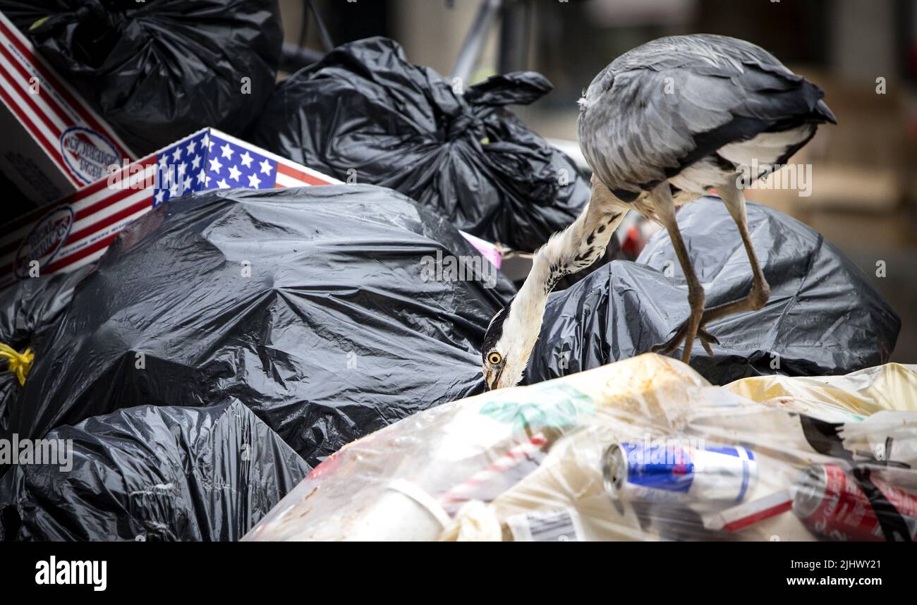 2022-07-21 07:50:14 AMSTERDAM - A heron near garbage bags and loose ...