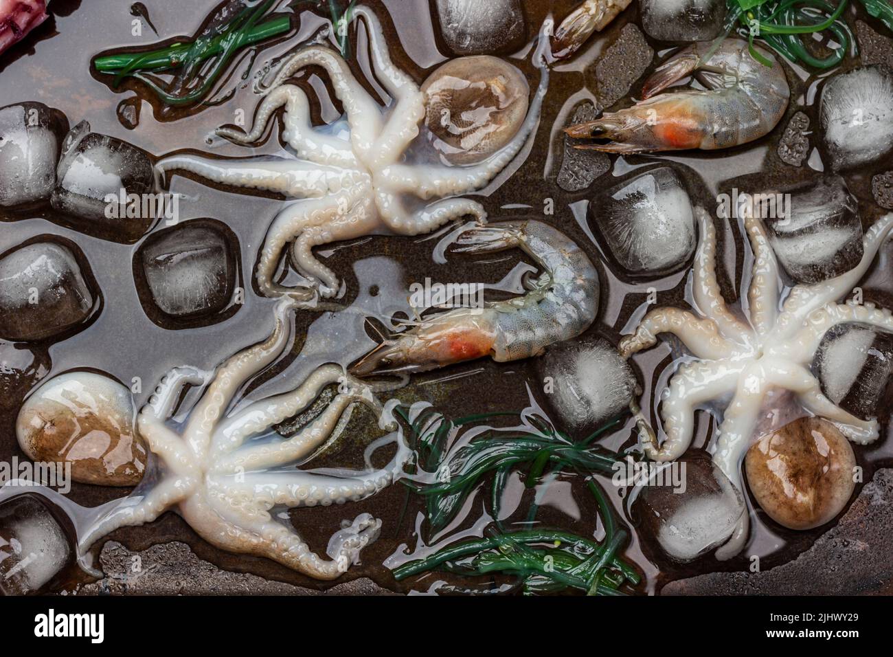 Baby octopuses with ice and melt water. Flat lay. Rusty metal ...
