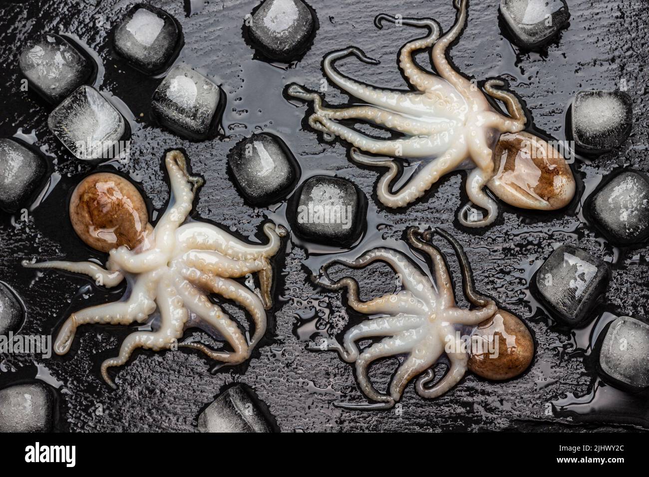 Baby octopuses with ice and melt water. Flat lay. Black stone board ...