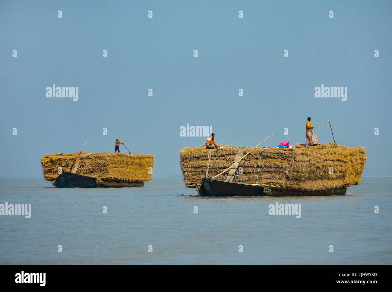 Farmers loading haystacks on buffalo carts, carrying across river on ...