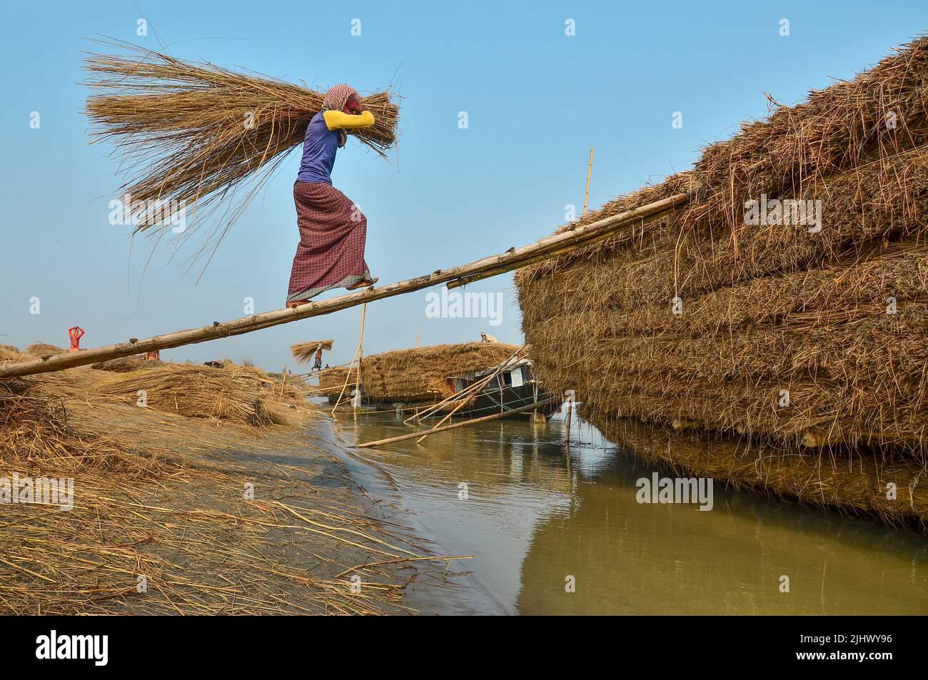 Farmers loading haystacks on buffalo carts, carrying across river on big boats and barges—rural ...