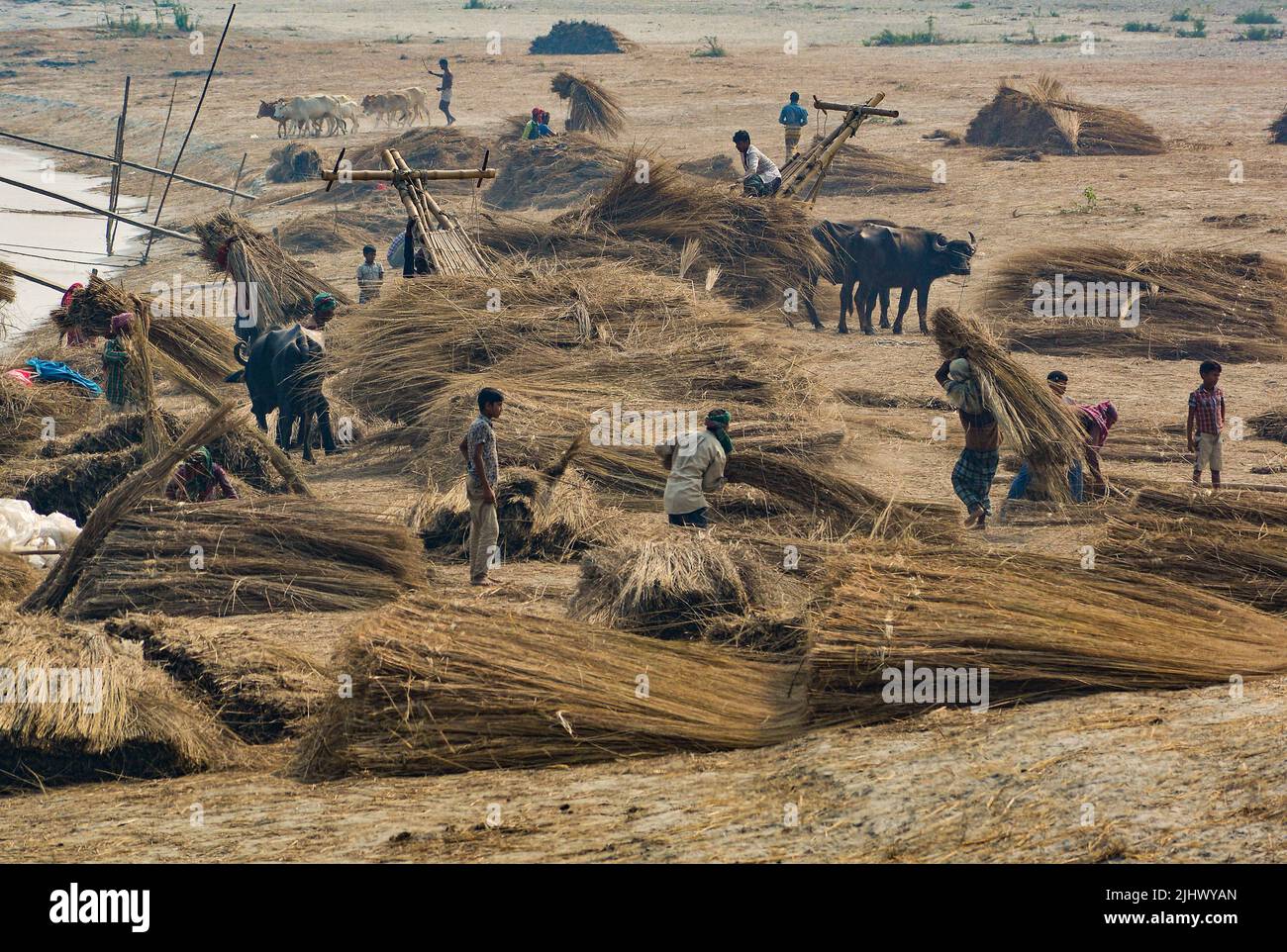 Farmers loading haystacks on buffalo carts, carrying across river on big boats and barges—rural ...